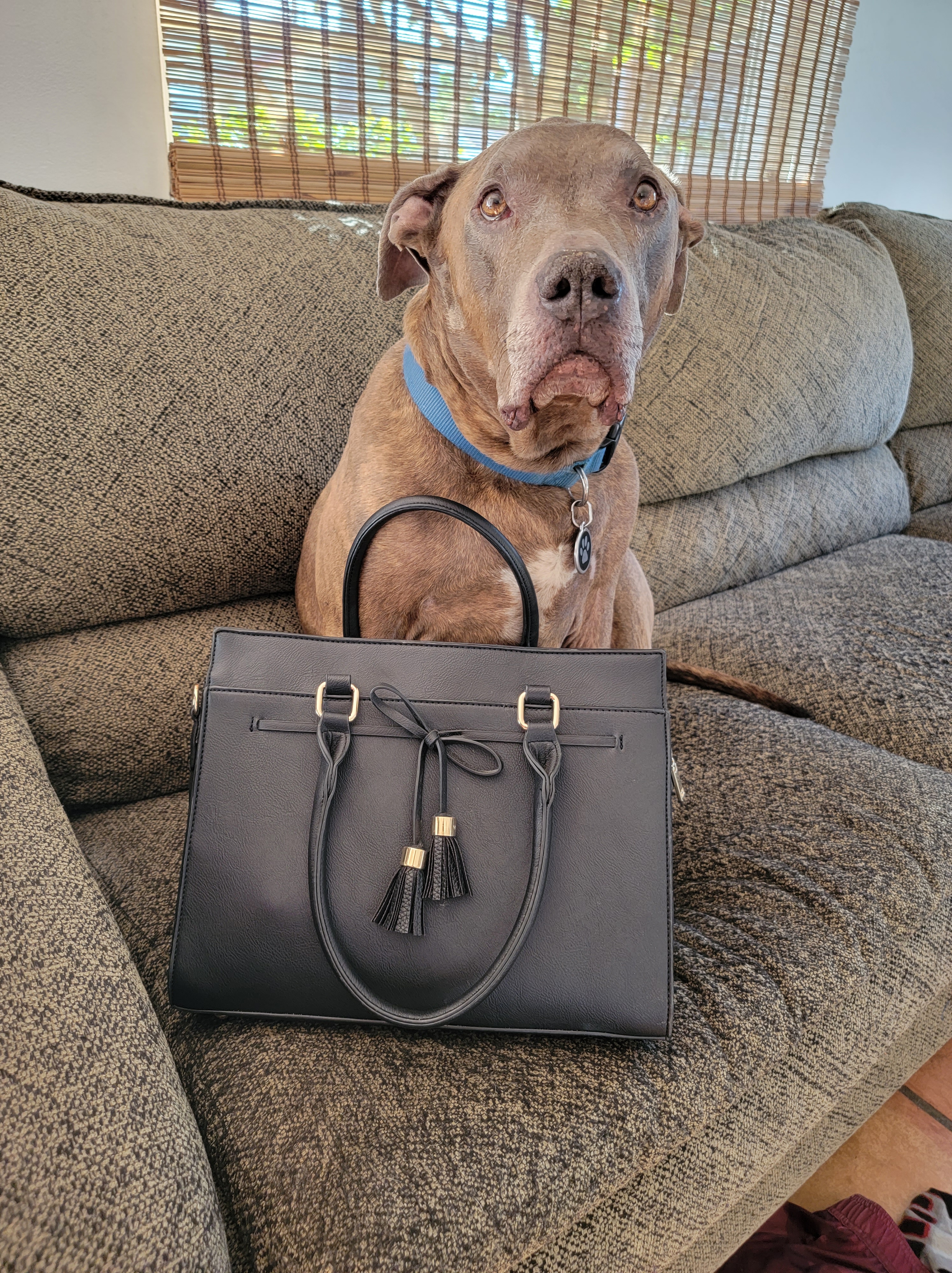 styles-the-pupperonis – Pet You A Latte